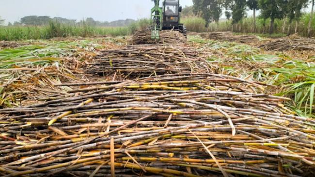 Menuju Swasembada Gula, Produktivitas Kebun Tebu Kalitelepak Tembus 164%