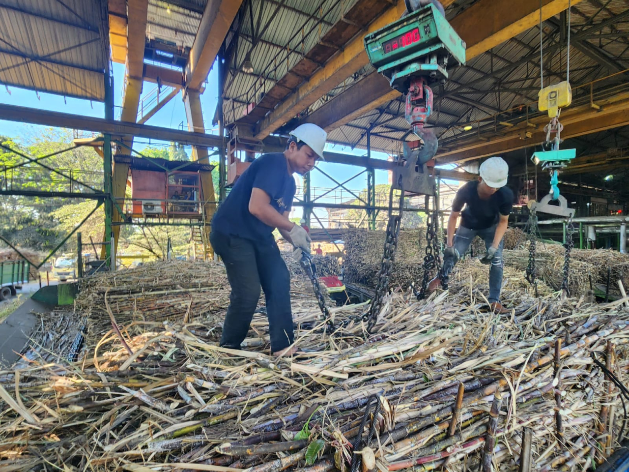 Industri Gula: Penyaluran Program KUR Khusus Kluster Tebu Diproyeksi ...